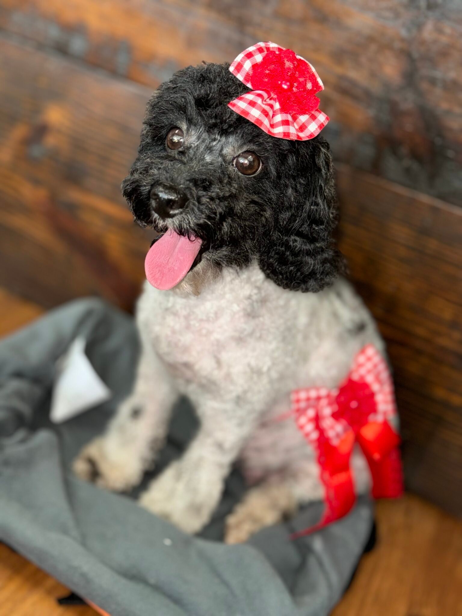 Parents - Toy Poodle Lady